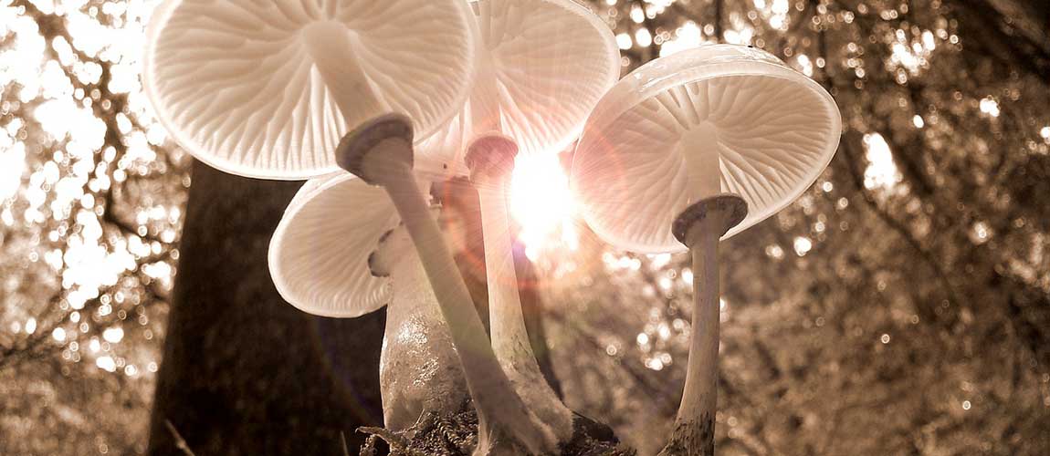 Startseite - Gravity Shift